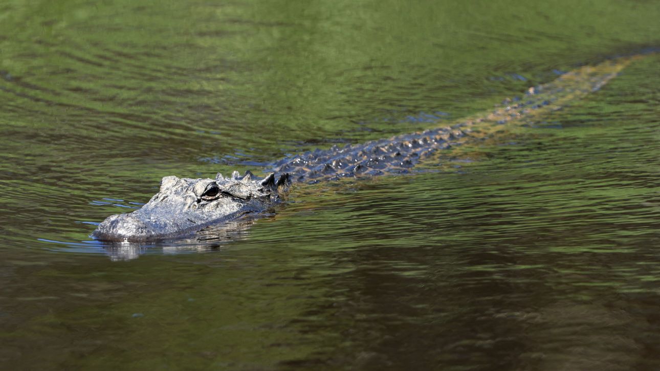 Alligator Attack Claims the Life of Woman in South Carolina - Leh Leo ...