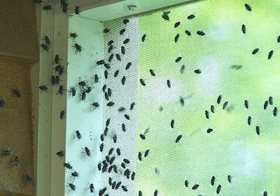 Fly invasion in Penang - Leh Leo Radio News