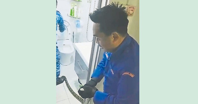 10-foot-long python hides in toilet to escape heat, Civil Defense team ...